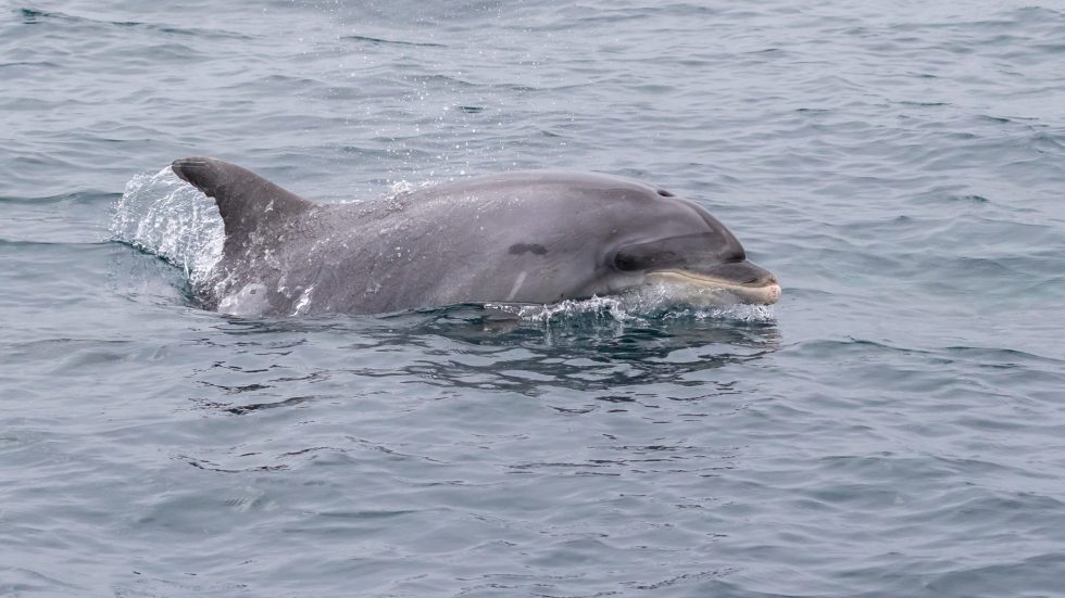 Bottlenose Dolphin Facts | Sighting Guide | Sea Trust