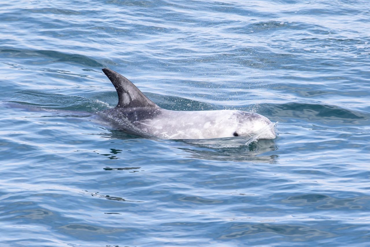 Risso's Dolphin Facts | Sighting Guide | Sea Trust