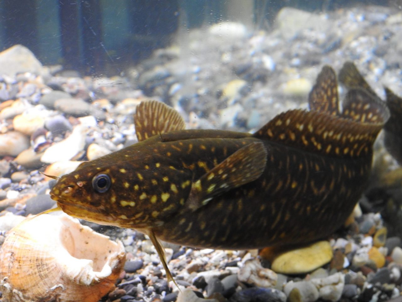 Sea Trust Aquarium | Fishguard, Pembrokeshire | Visit Us