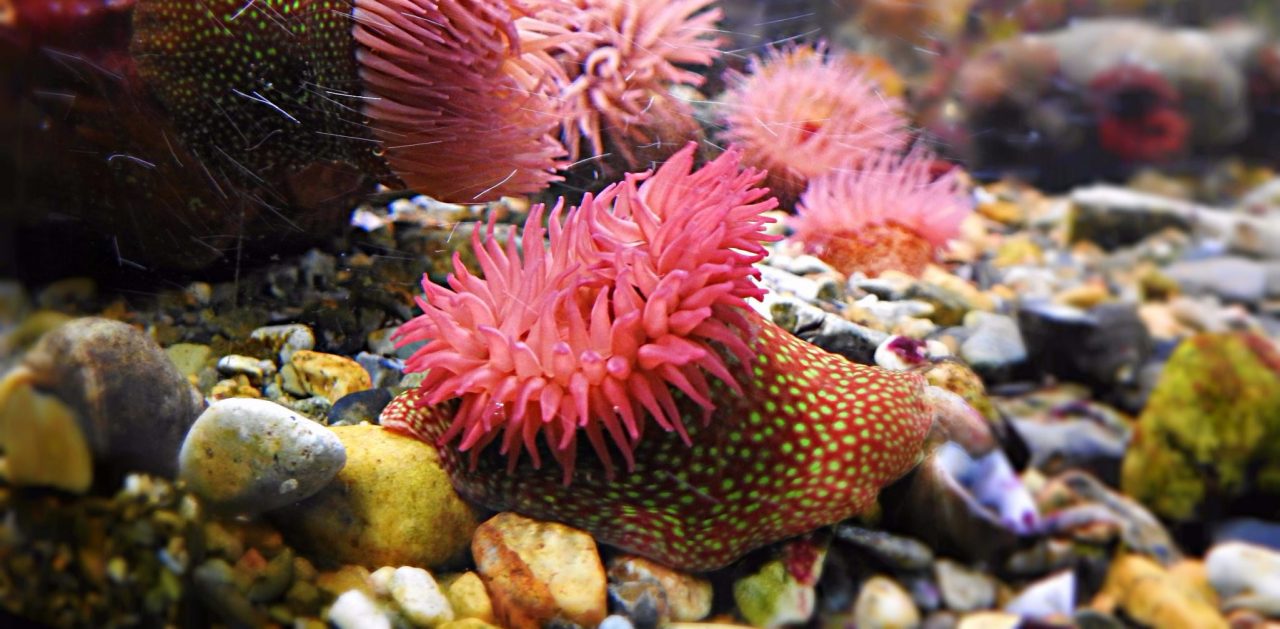 Sea Trust | Marine Conservation Charity | Wales, UK