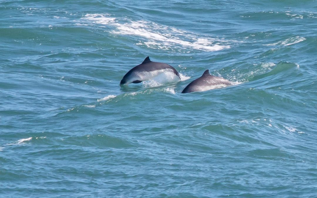 Sea Trust Project Archives - Seatrust