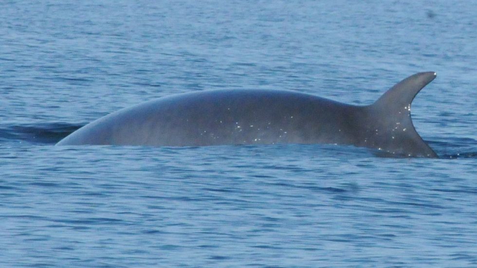 Minke Whale Fun Facts | Guide | Sea Trust
