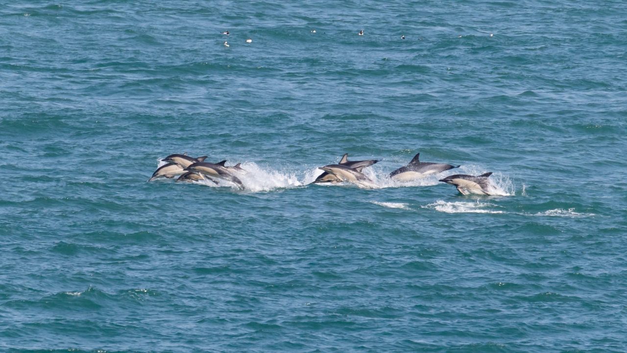 Common Dolphin Facts | Sighting Guide | Sea Trust
