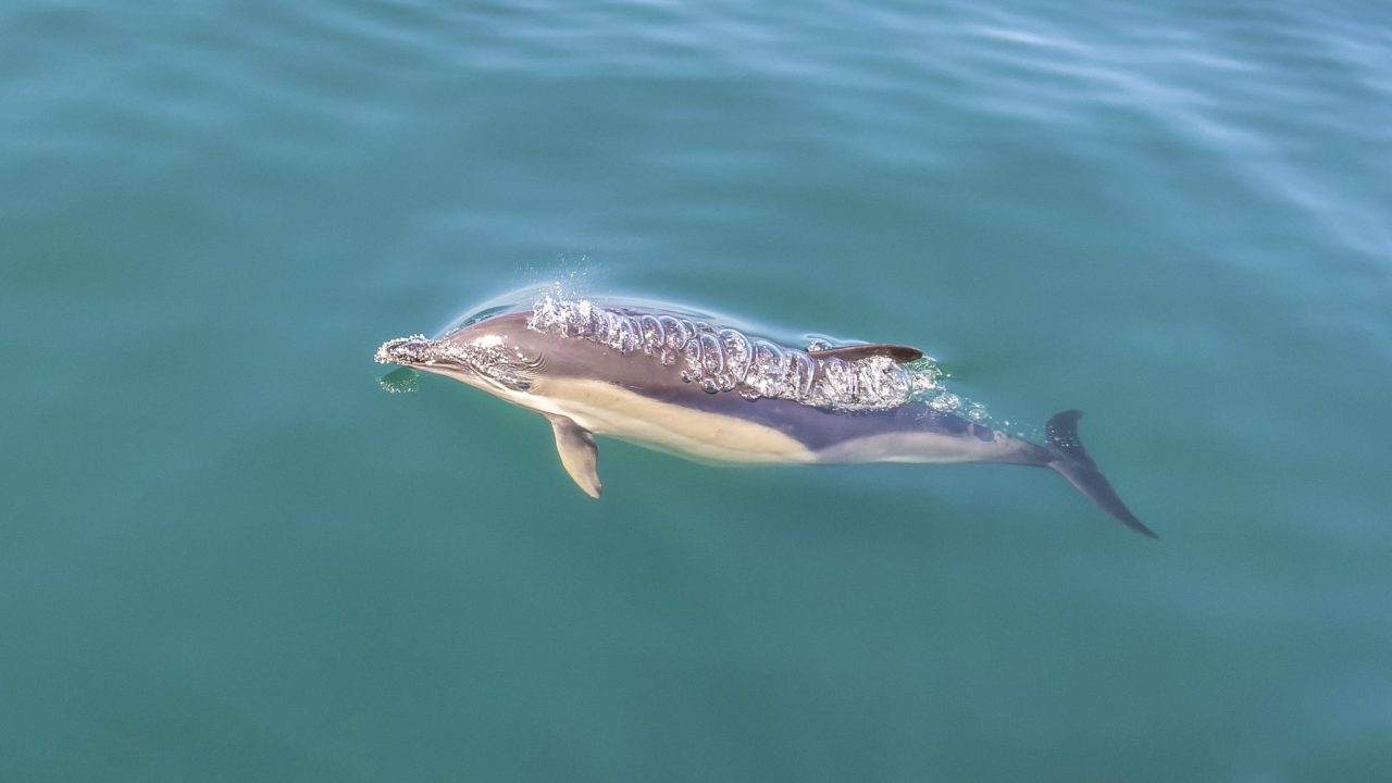 Common Dolphin Facts | Sighting Guide | Sea Trust