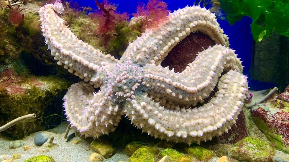 Sea Trust Aquarium | Fishguard, Pembrokeshire | Visit Us