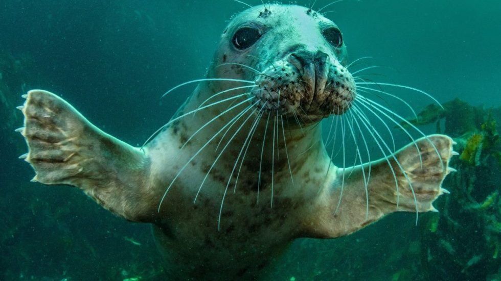 Marine Conservation Projects | Discover | Sea Trust UK