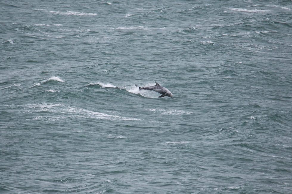 Sea Trust Photo-ID Data 2023! - Seatrust